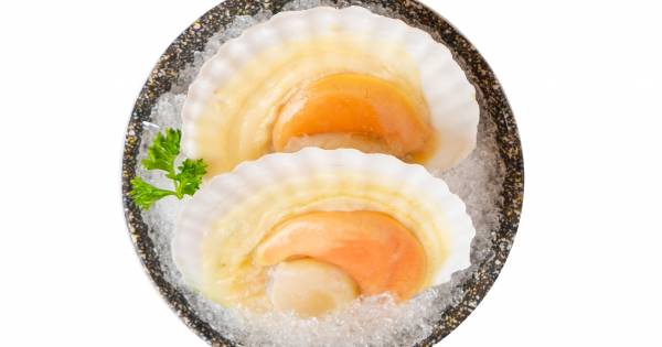 Scallop